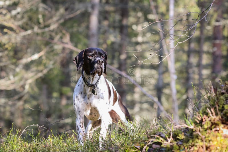 Dog english pointer stock image. Image of black, mammal - 184323107