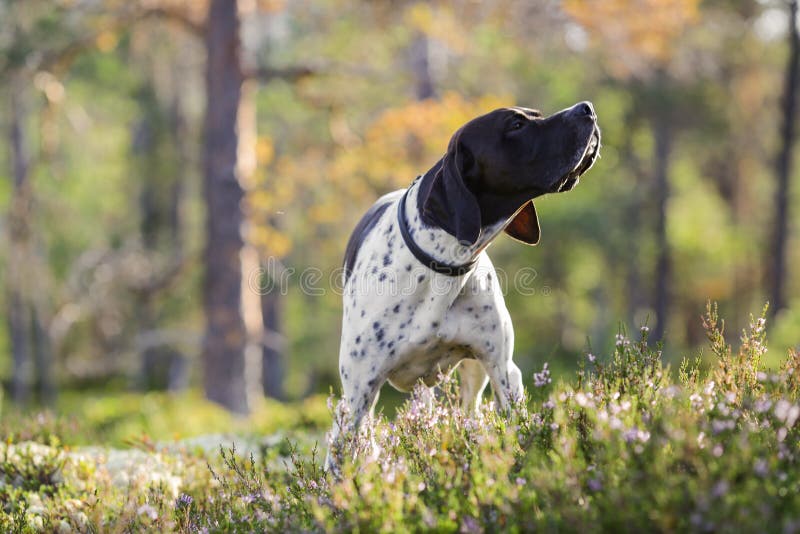 Dog english pointer stock image. Image of animals, swamp - 209664169