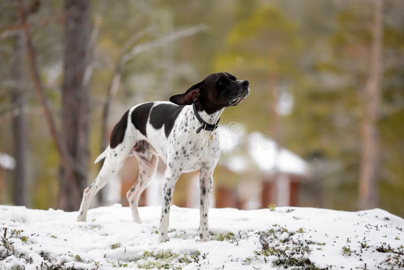 Dog english pointer stock photo. Image of mammals, ourdoors - 215440166