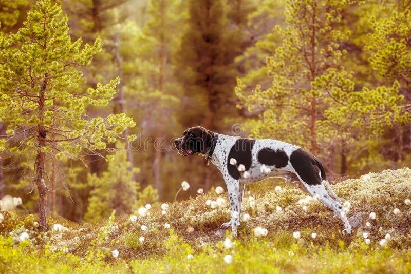 Dog english pointer stock image. Image of wild, environment - 215440095