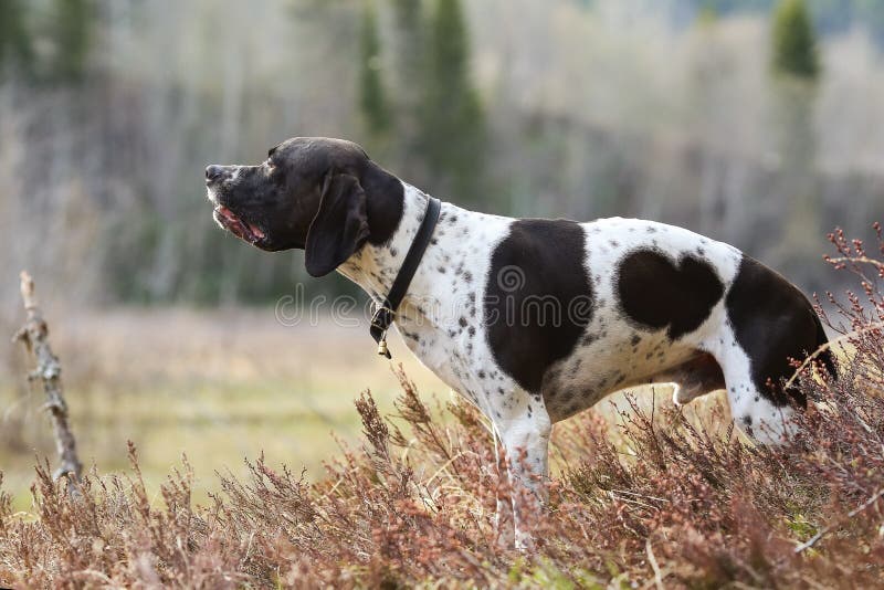 Dog english pointer stock image. Image of nature, mammals - 184082307