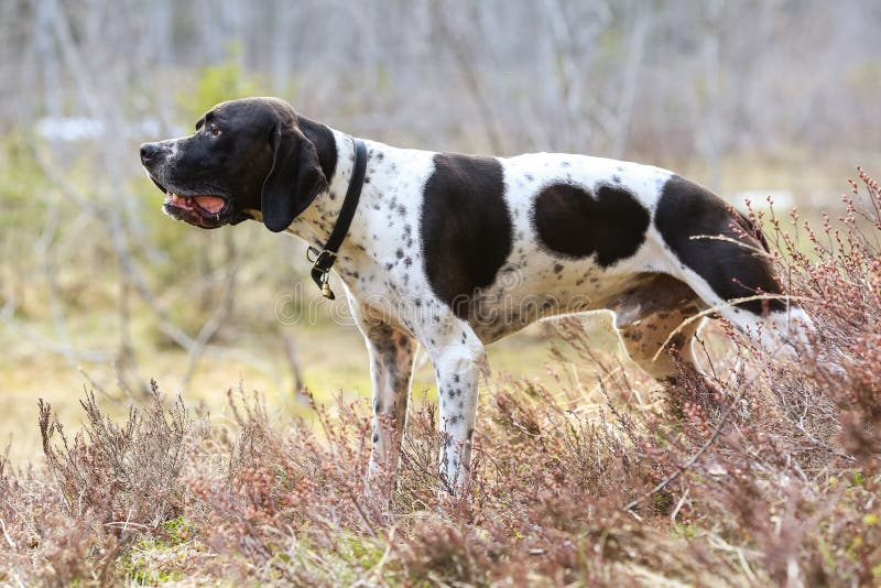 Dog english pointer stock image. Image of mammals, wood - 184082353