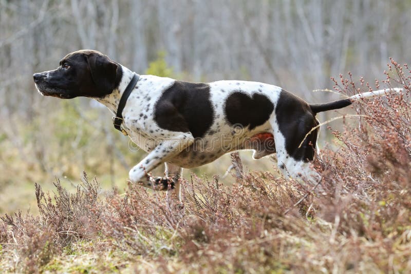 Dog english pointer stock image. Image of nature, english - 184082549