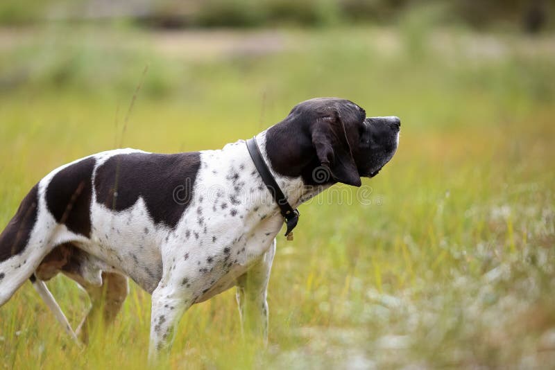 Dog english pointer stock photo. Image of summer, environment - 228788074
