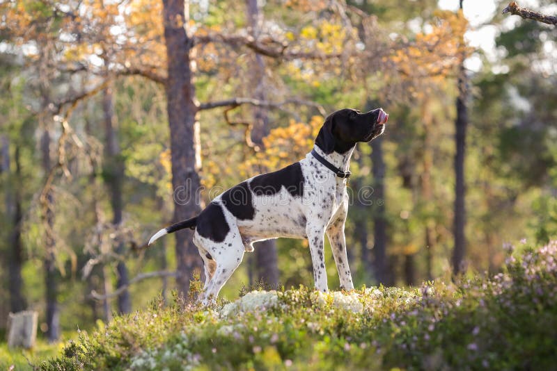 Dog english pointer stock photo. Image of fall, white - 209664496