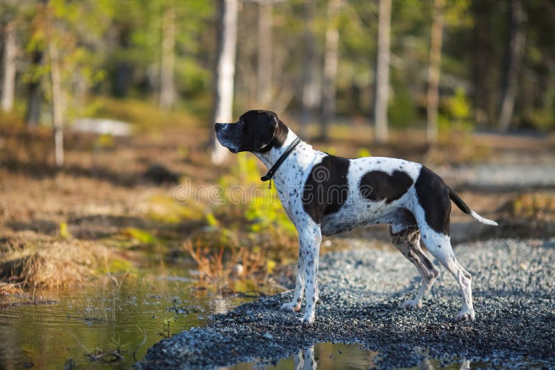 Dog english pointer stock image. Image of norway, collar - 317394819