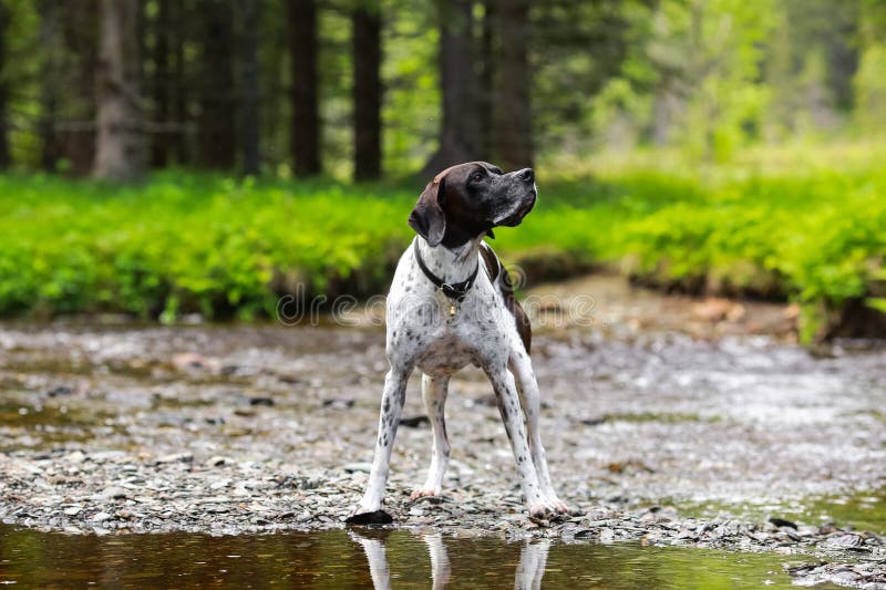Dog english pointer stock image. Image of forest, animal - 347536445