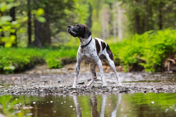 Dog english pointer stock photo. Image of norway, swamp - 347536478