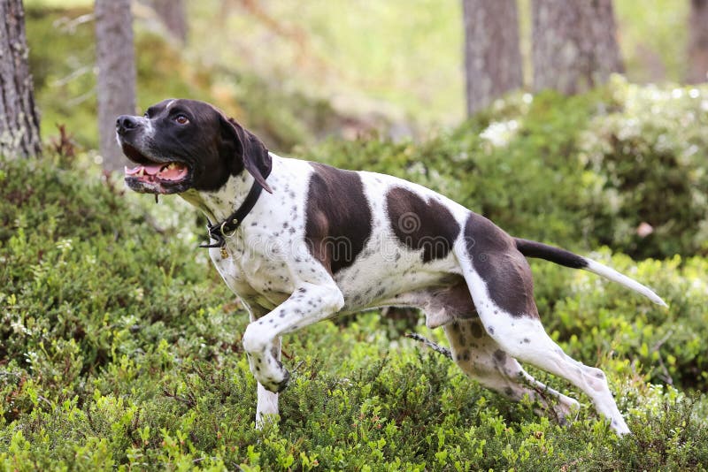 Dog english pointer stock photo. Image of mist, forest - 215440126