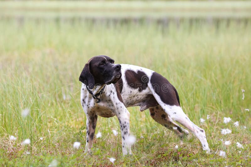 Dog english pointer stock image. Image of pointer, grass - 194462945