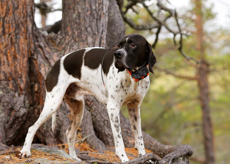 Dog english pointer stock image. Image of environment - 125755253