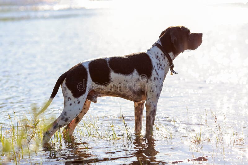 Dog english pointer stock image. Image of wild, white - 215440043