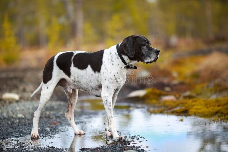 Dog english pointer stock image. Image of wild, white - 215440043