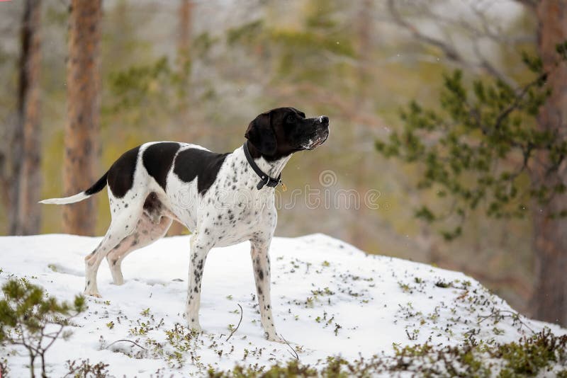 Dog english pointer stock image. Image of nature, spring - 215440055