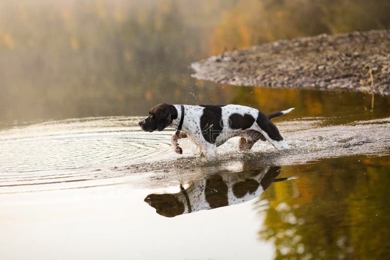 Dog english pointer stock photo. Image of mammals, autumn - 165021980