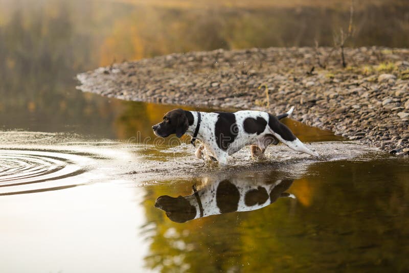 Dog english pointer stock photo. Image of lake, fall - 165022094