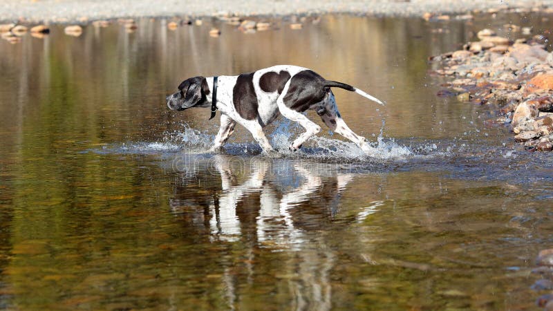 Dog english pointer stock photo. Image of drops, pets - 145584286