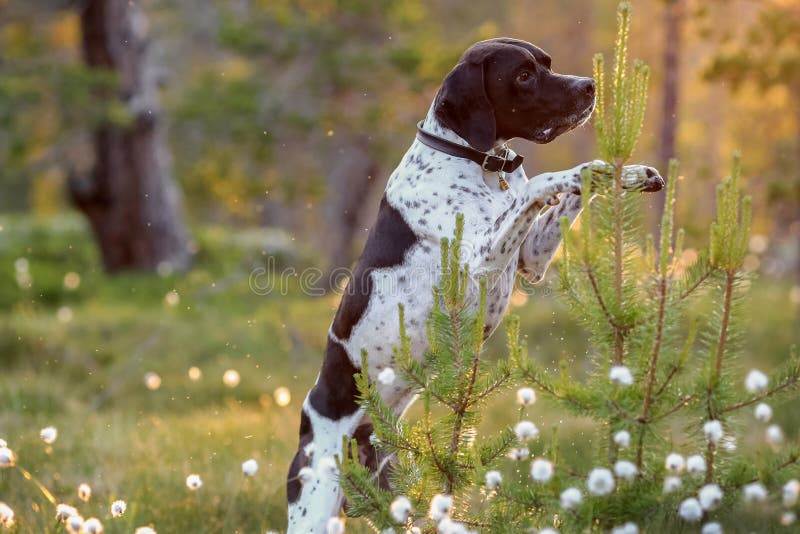 Dog english pointer stock image. Image of pointer, blooming - 190109951