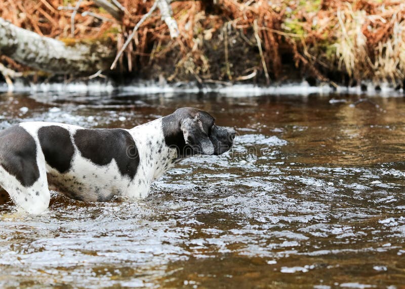 Dog English Pointer in the Water Stock Photo - Image of hunting, spring ...