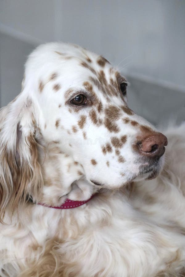 Dog English setter stock photo. Image of cute, pure, animal - 95394668
