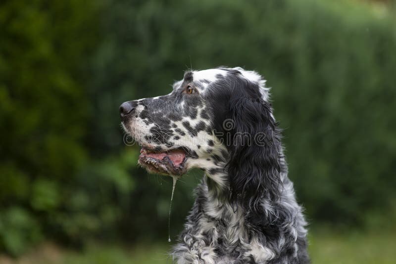 Side View of Dog English Setter Stock Image - Image of face, laying ...