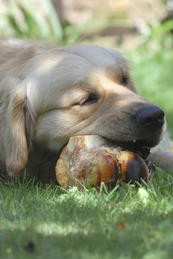 Golden Retriever Dog Digging Hole Stock Image - Image of retriever ...