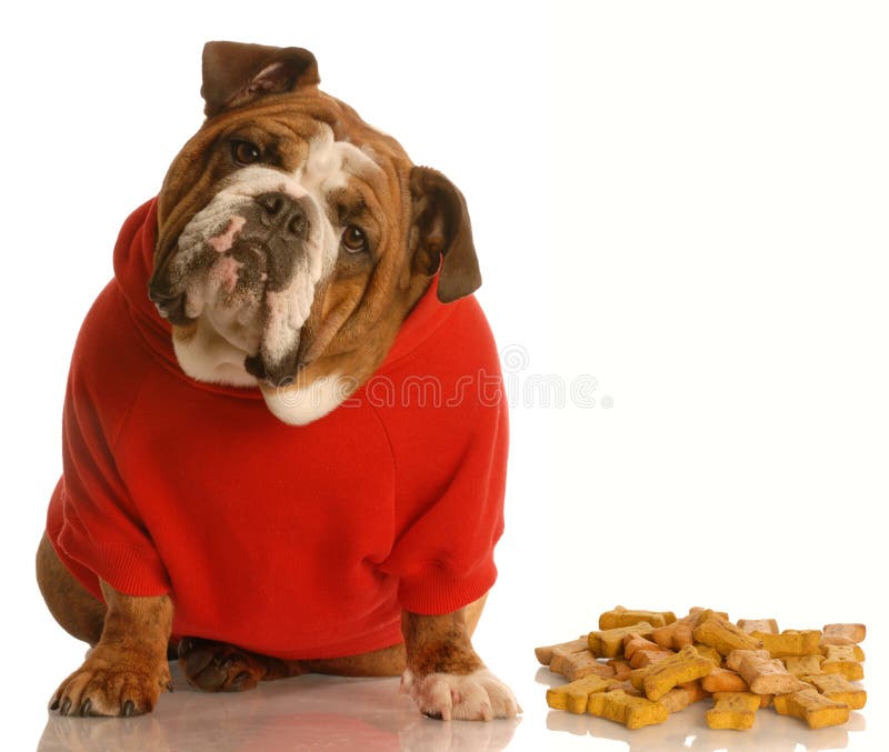 Dog enjoying dog bones stock photo. Image of dinner, diet - 9948968