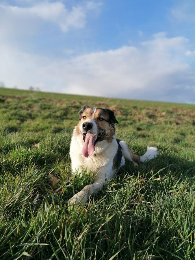Dog enjoys the sun stock image. Image of animal, terrier - 215332229