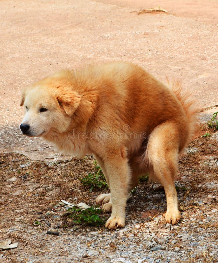 Dog is excrement stock photo. Image of swatch, profile - 45707978