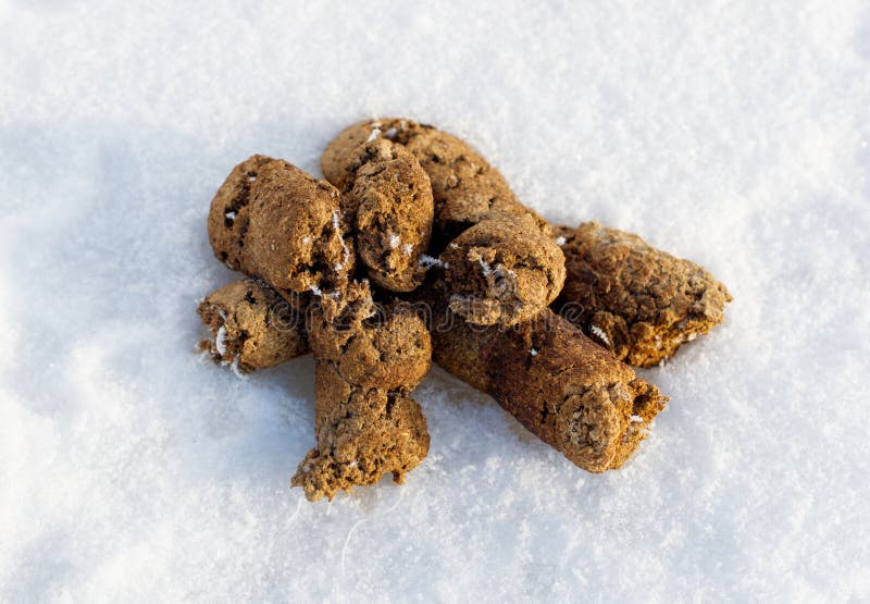 Dog Excrement in the Snow in Winter Stock Photo - Image of manure ...