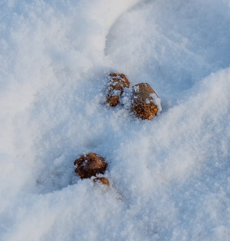 Dog Excrement in the Snow in Winter Stock Photo - Image of unhygienic ...