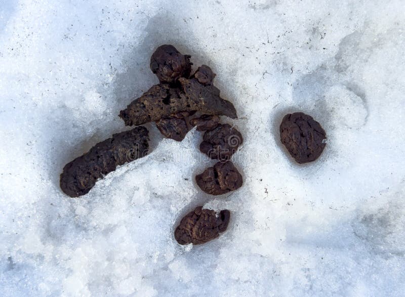 Dog Excrement in the Snow in Winter Stock Image - Image of brown, doggy ...