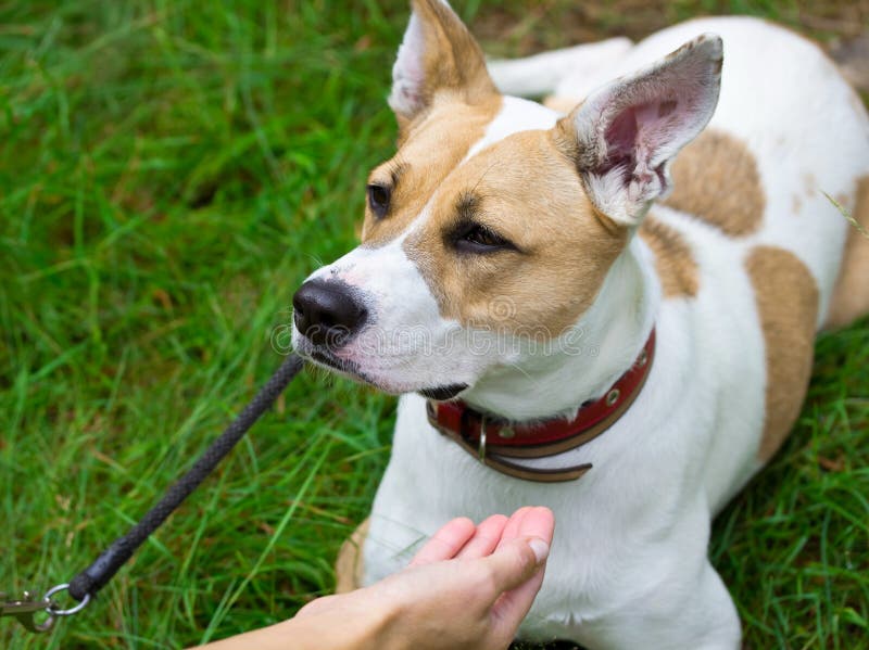 Dog Executes the Command and Waits for Goodies Stock Image - Image of ...