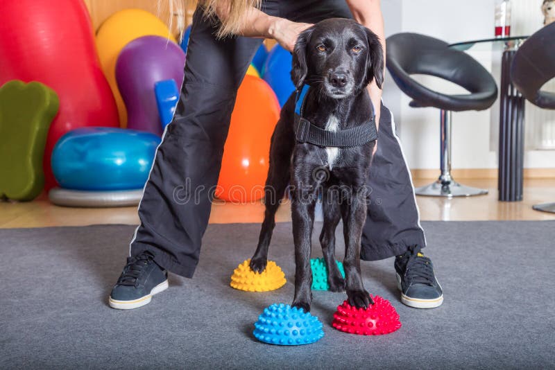Dog exercise stock image. Image of cute, massage, stretching - 60282695