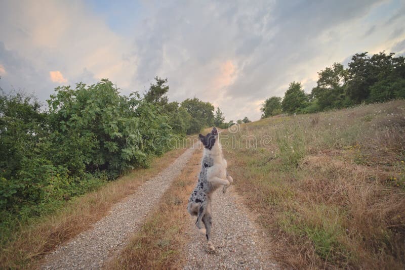 Dog Exercise Training Stand Up with Two Legs Stock Photo - Image of ...