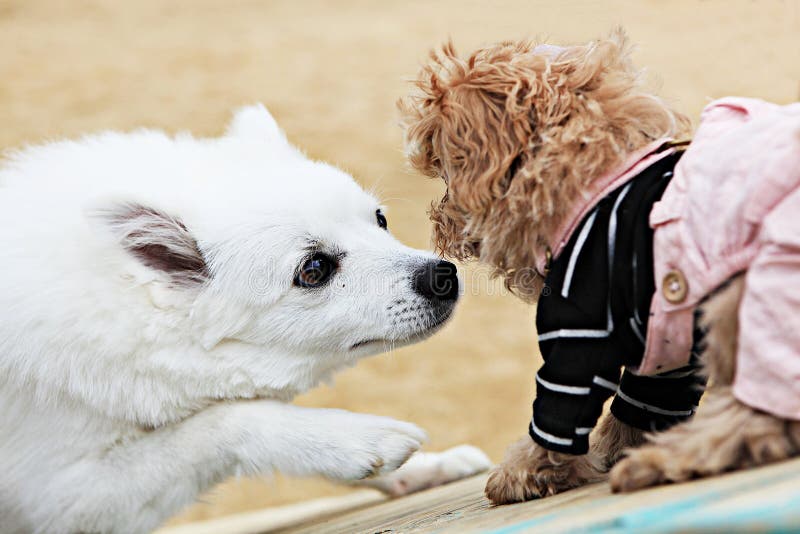 Dogs walk with humans stock image. Image of dogs, korea - 217361667