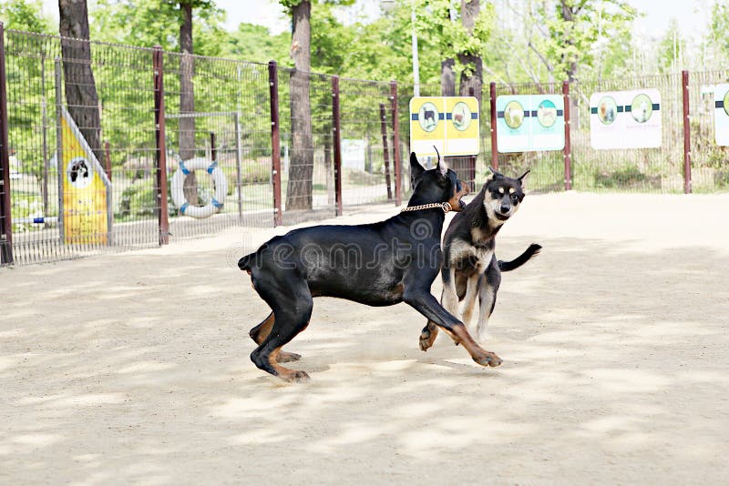 Dogs walk with humans stock image. Image of leash, nature - 217362393