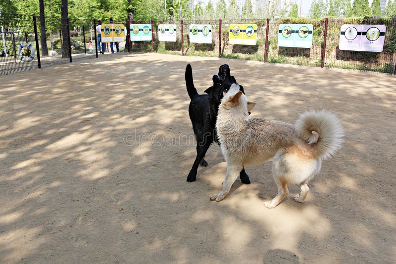 Dogs walk with humans stock photo. Image of animal, scenery - 217362722