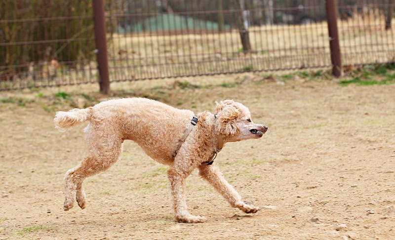 Dogs walk with humans stock image. Image of nature, walk - 217363083