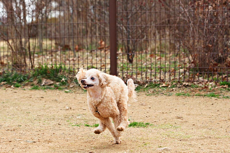 Dogs walk with humans stock photo. Image of leash, dogs - 217363118