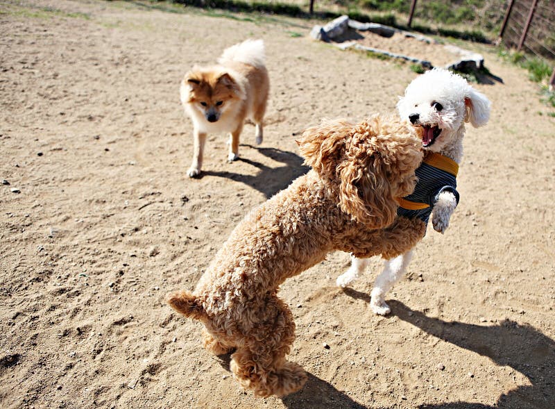 Dogs walk with humans stock image. Image of nature, puppy - 217363435