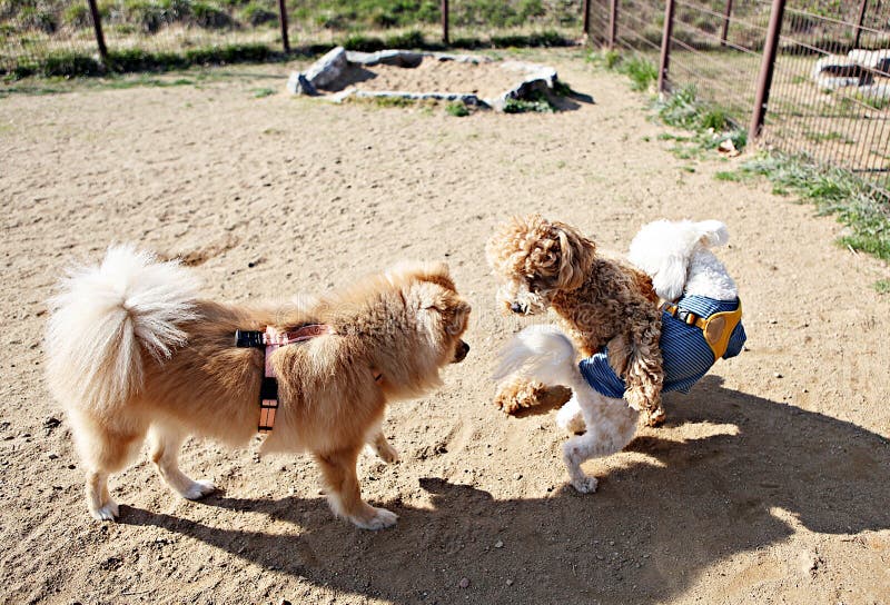 Dogs walk with humans stock image. Image of dogs, korea - 217361667