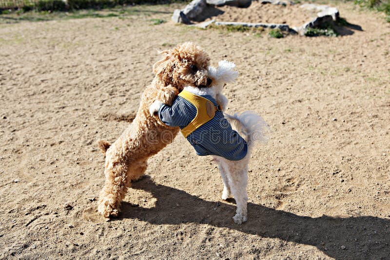 Dogs walk with humans stock image. Image of walk, puppy - 217363485