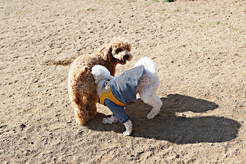 Dogs walk with humans stock image. Image of leash, dogs - 217363493