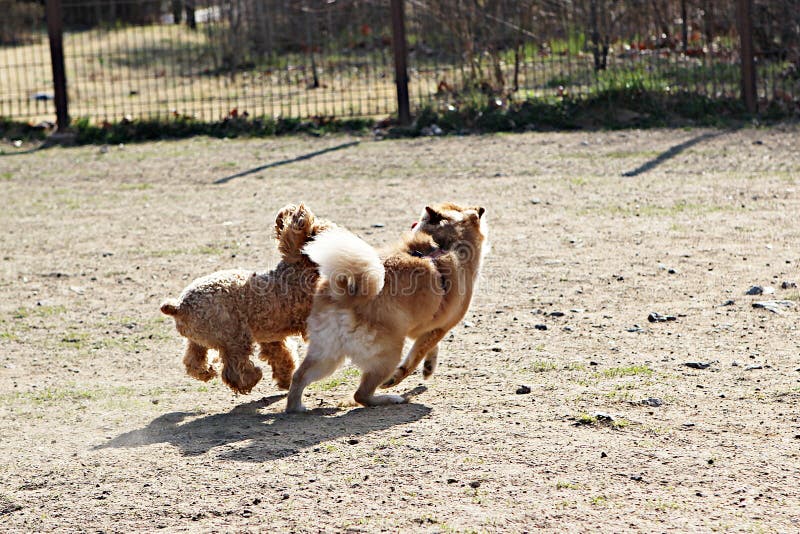 Dogs walk with humans stock image. Image of puppy, animal - 217363619