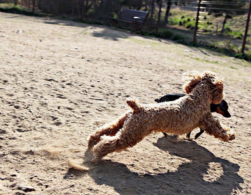 Dogs walk with humans stock image. Image of nature, animal - 217363657
