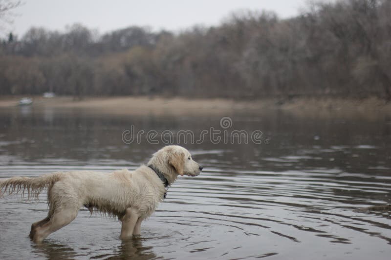 Dog explorer stock photo. Image of retriever, pond, tentative - 55208600