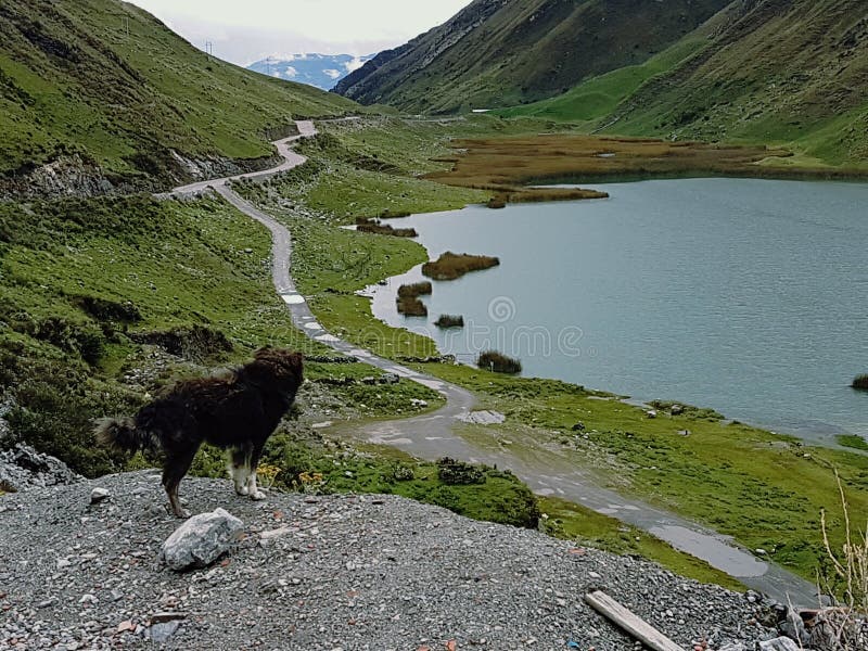 Dog explorer and the world stock image. Image of world - 94387041