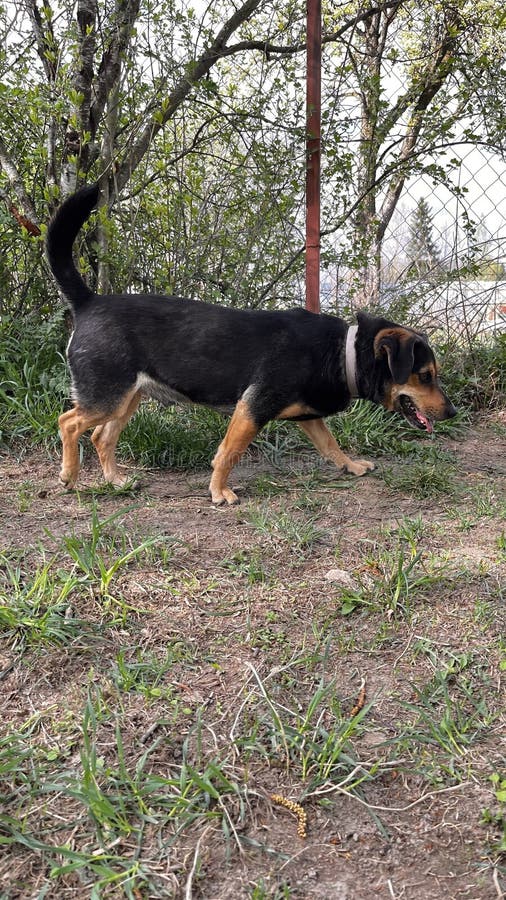 Dog Exploring a Backyard in the Spring, Surrounded by Grass and Trees ...