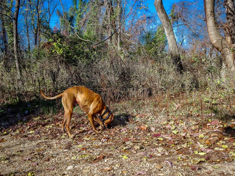 Dog Exploring in the Forest during Winter Stock Photo - Image of ...